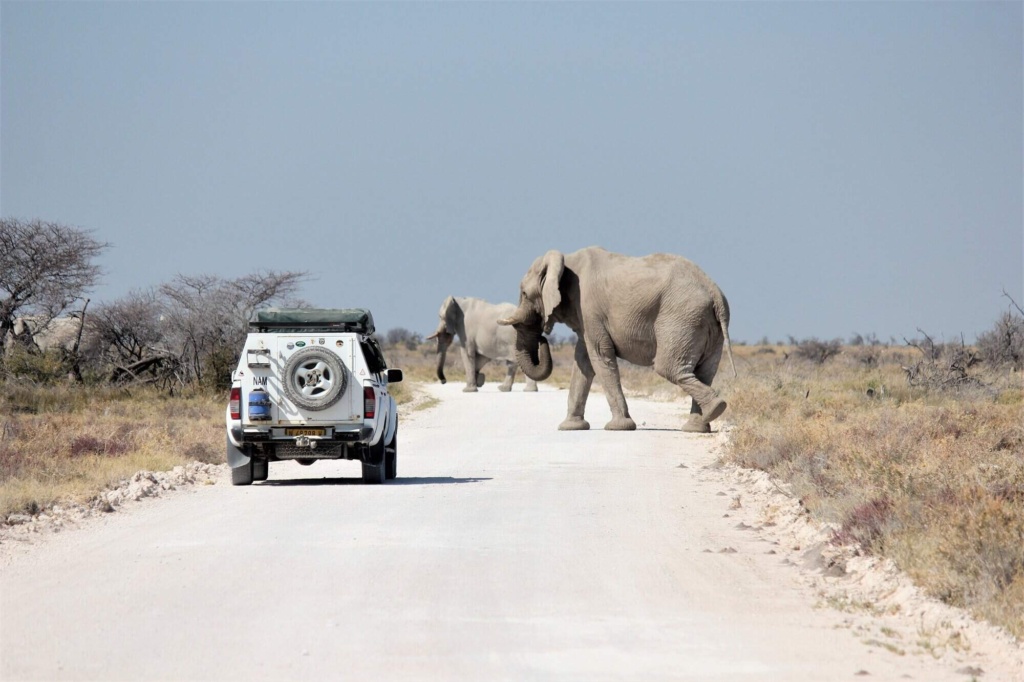 Major Road Upgrade in Etosha National Park Enhances Self-Drive Safari ...